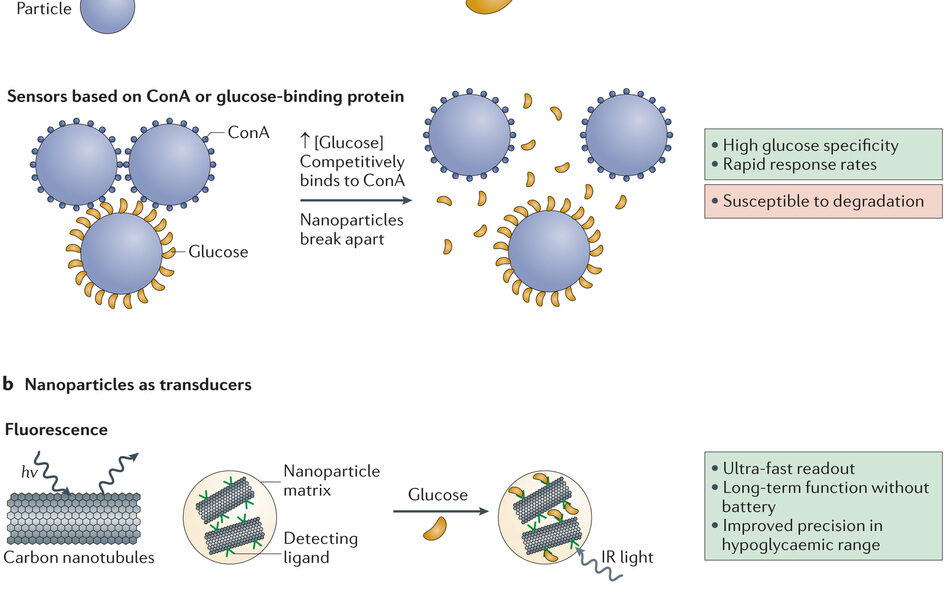 Injectable nanotech device continuously monitors glucose – ApplySci