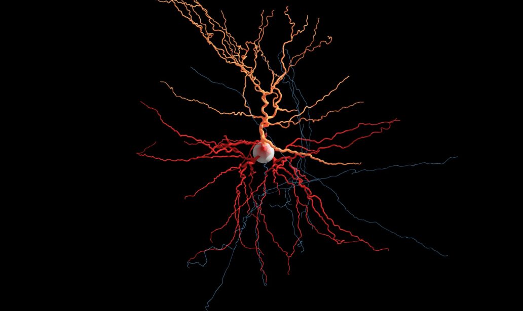3D neuron reconstruction reveals electrical behavior – ApplySci