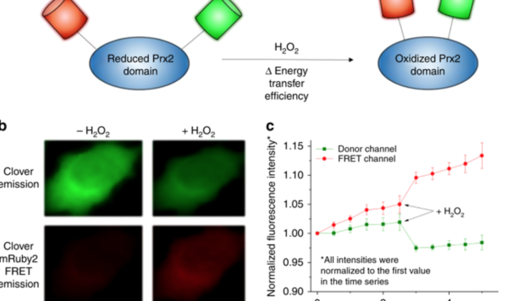 Hydrogen peroxide sensor to determine effective chemotherapy – ApplySci