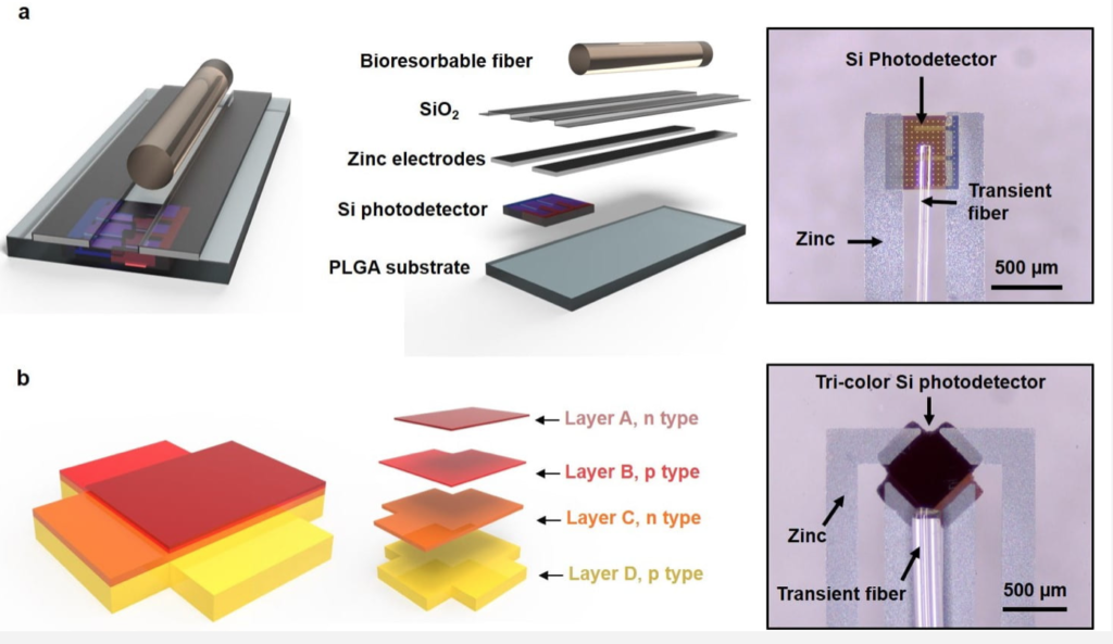 Biodegradable optical sensor monitors physiological function, can ...